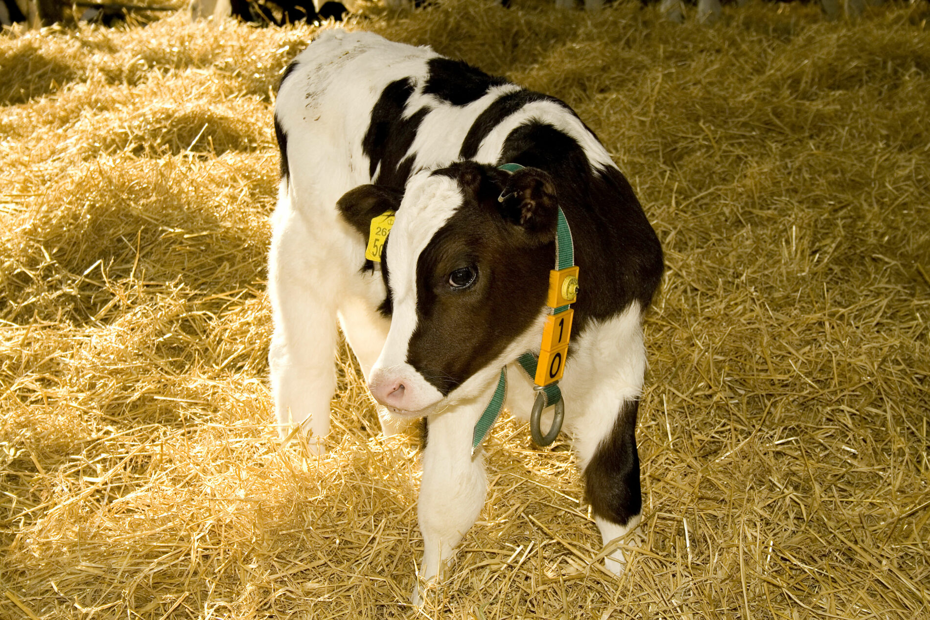 Fotolia-5949008-PrimHolstein-1900x1267.jpg
