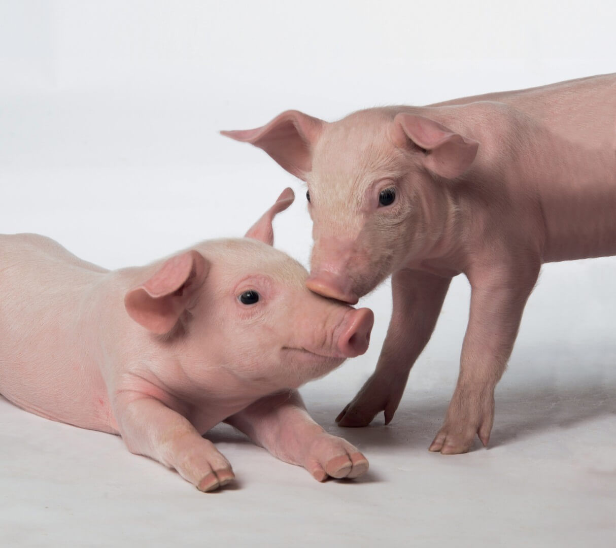 Delta® Iron, fer oral - Deltavit